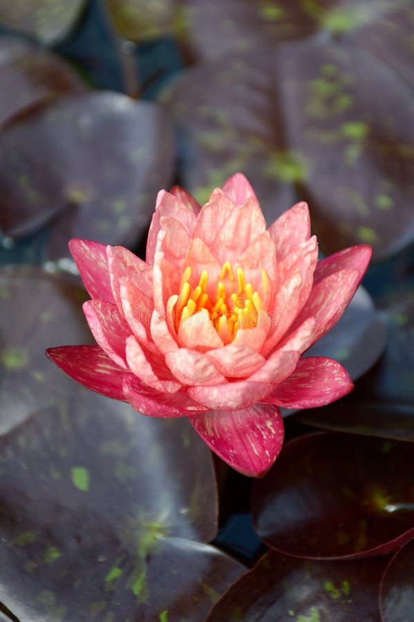 Da Cor-de-rosa Flor Waterlily Imagem de Stock - Imagem de floral, nave ...