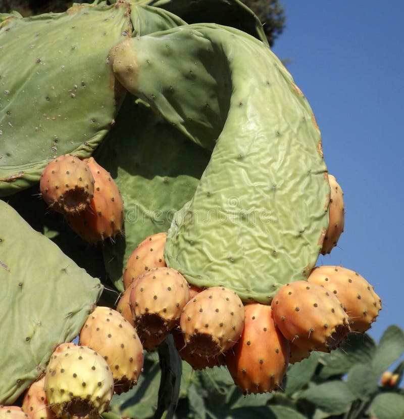Da fruto el higo chumbo imagen de archivo. Imagen de frutas - 44704951