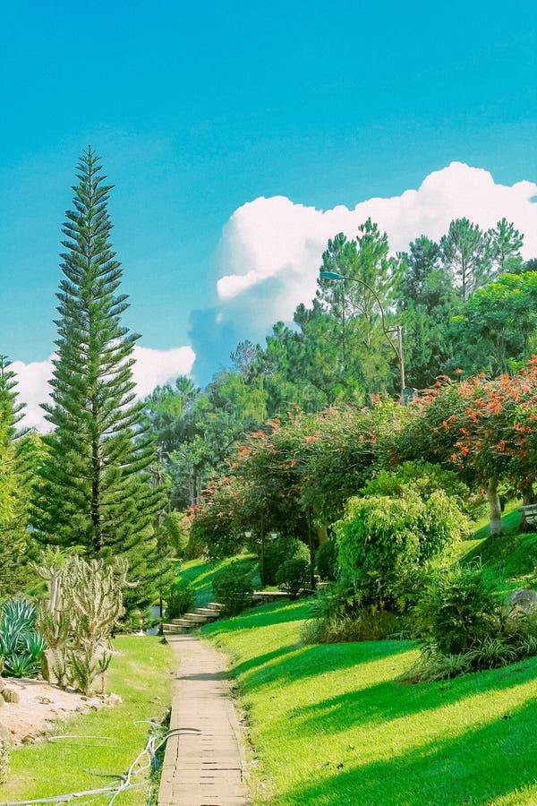 Da Lat 2 stock photo. Image of flower, garden, vegetation - 219060574