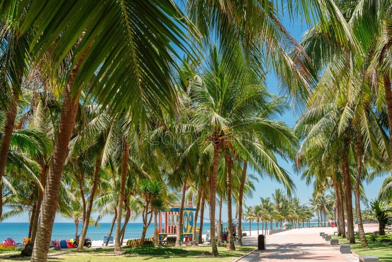 My Khe Beach with Palm Tree Forest in Da Nang, Vietnam Editorial Stock ...