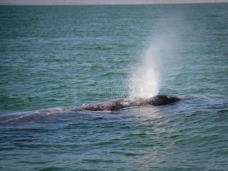 De Grijze Walvis Knipt Zijn Staart Weg Stock Afbeelding - Image of ...