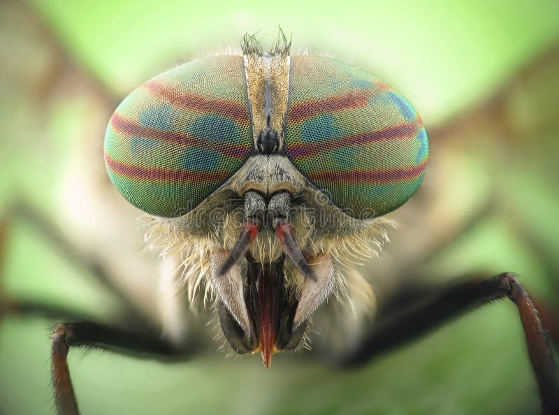 Paardenvlieg stock foto. Image of paardevlieg, geïsoleerd - 14917606