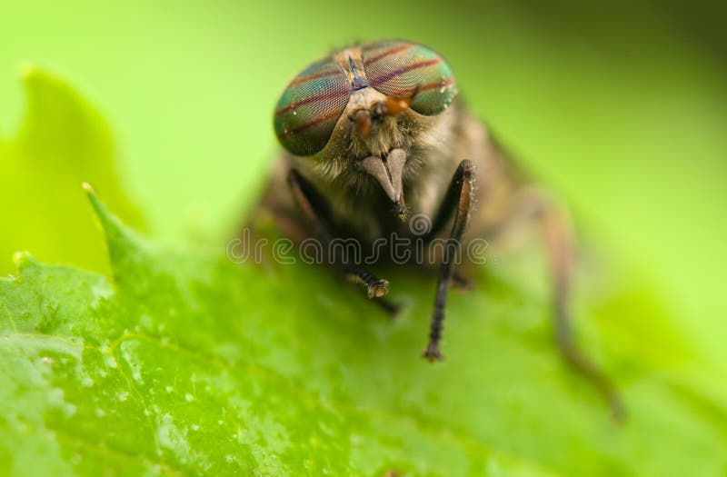 Ogen Van Een Insect Daas Hoofdclose-up Stock Afbeelding - Afbeelding ...