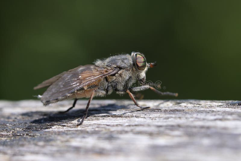 Samenstellingsoog Van Een Daas Stock Foto - Afbeelding bestaande uit ...