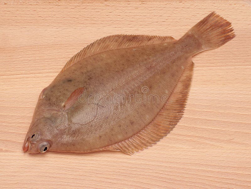 Dab Fish stock photo. Image of brown, protein, dead, limanda - 30087682