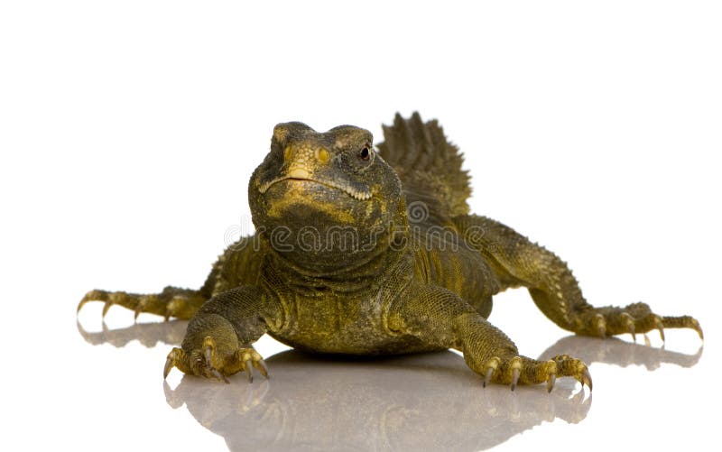 Dabb Lizard stock photo. Image of profile, animal, dragoon - 3687172