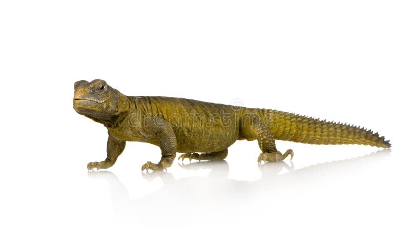 Egyptian Spiny-tailed Lizard (Uromastyx Aegyptia) Stock Photo - Image ...