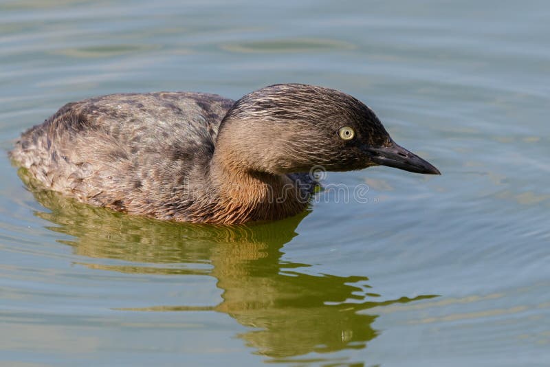New Zealand Endemic Grebe the Dabchick Stock Image - Image of feather ...