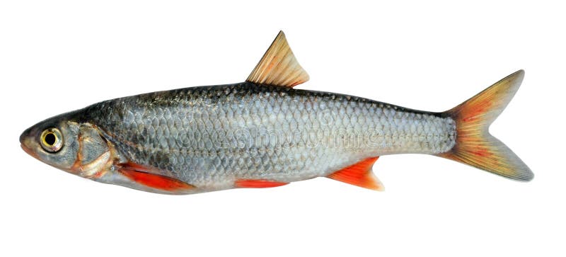 Dace Común (baicalensis Del Leuciscus Del Leuciscus) Imagen de archivo ...