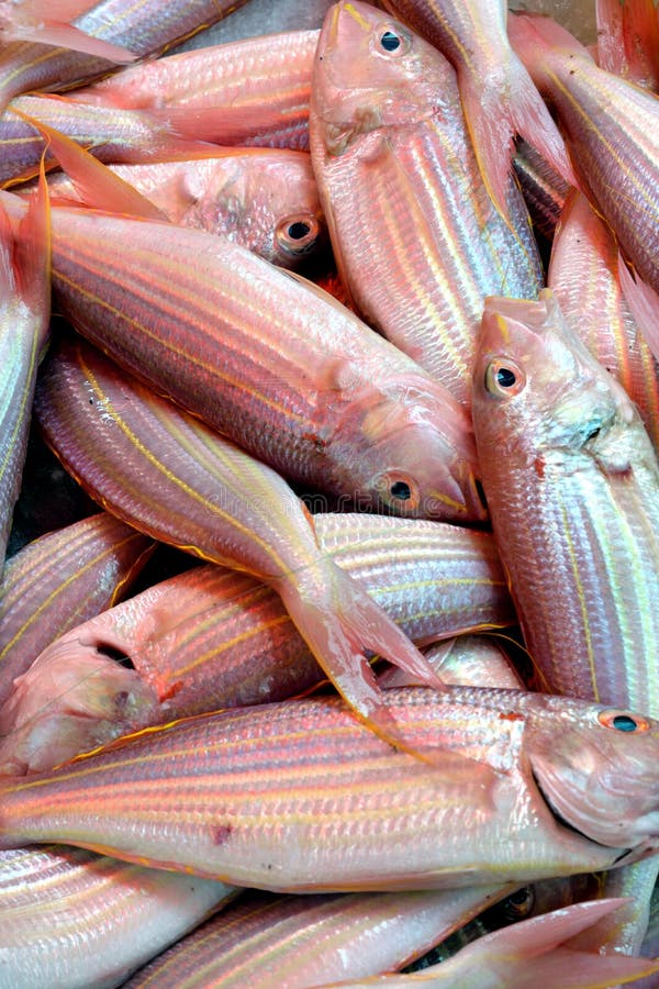 Dace fish fresh in red stock photo. Image of fishing - 33309970