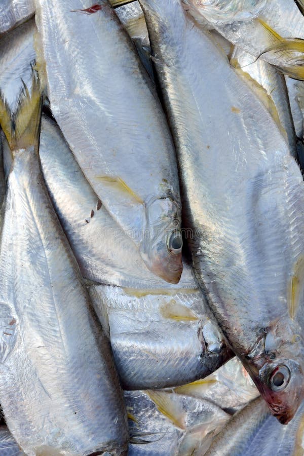 Dace fish fresh in sliver stock photo. Image of fishing - 36696694