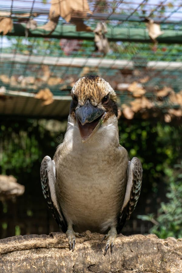 Dacelo Bird Sits on a Branch Stock Image - Image of laughing ...