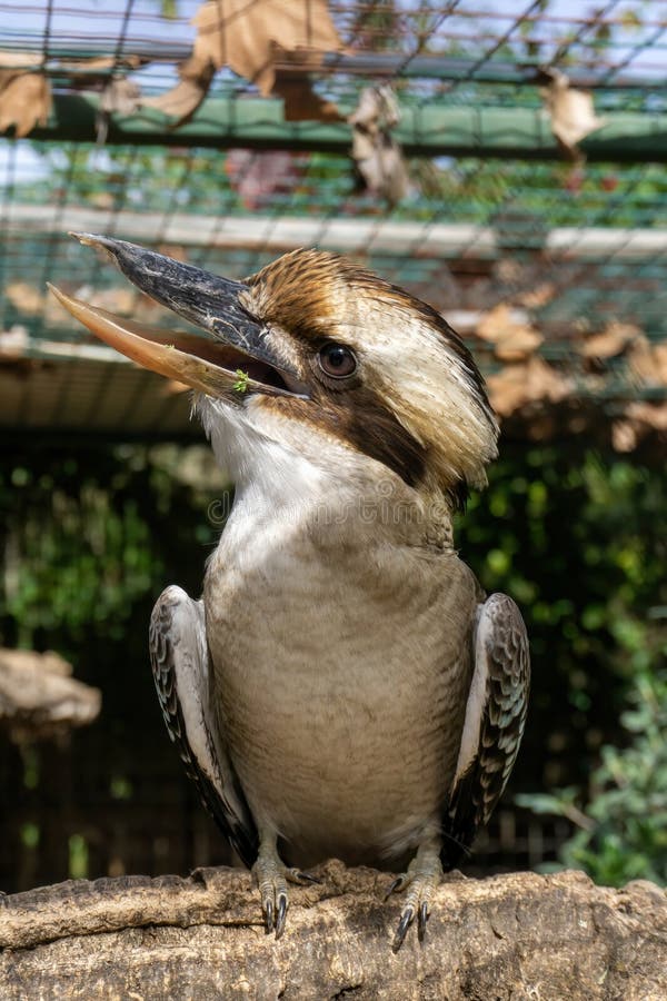 Dacelo Bird Sits on a Branch Stock Image - Image of ornithology ...