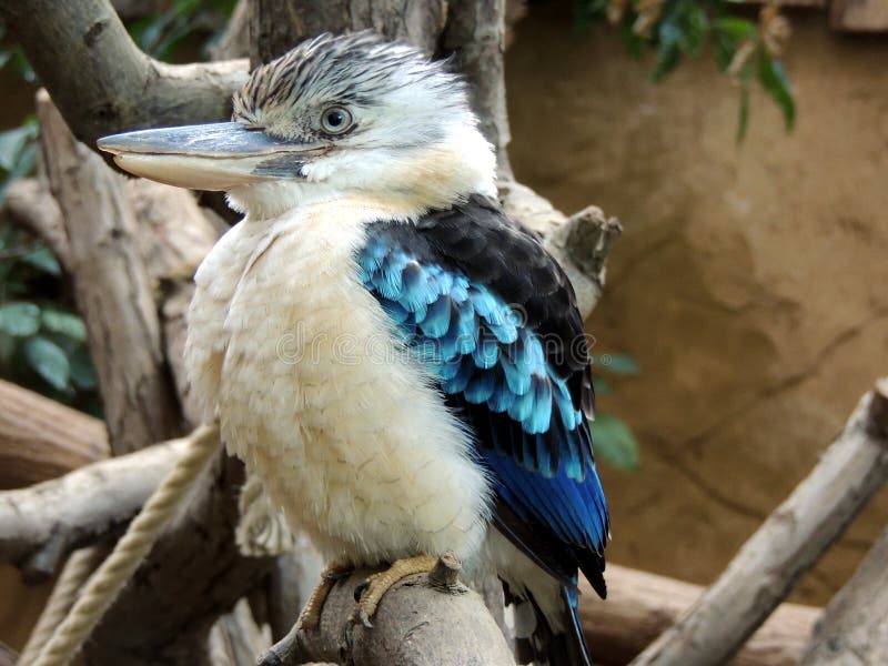 Dacelo leachii bird stock photo. Image of wildlife, bird - 319055720