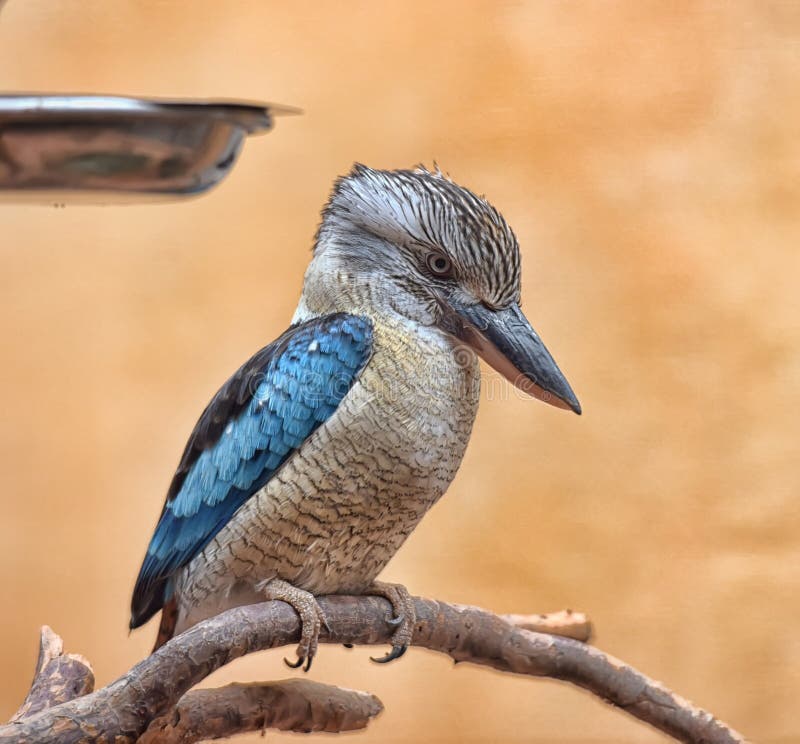 Dacelo leachii stock photo. Image of dacelo, carnivore - 52261746