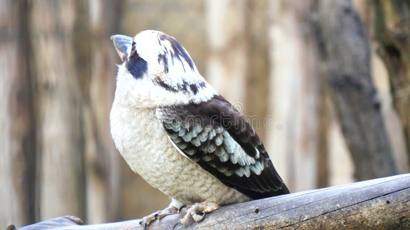 The Laughing Kookaburra Wild Bird (Dacelo Novaeguineae) is a Large ...
