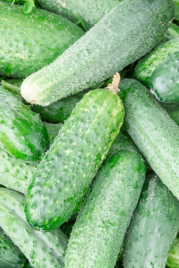 At the Dacha Green Crispy Cucumbers are Ripe. Stock Image - Image of ...