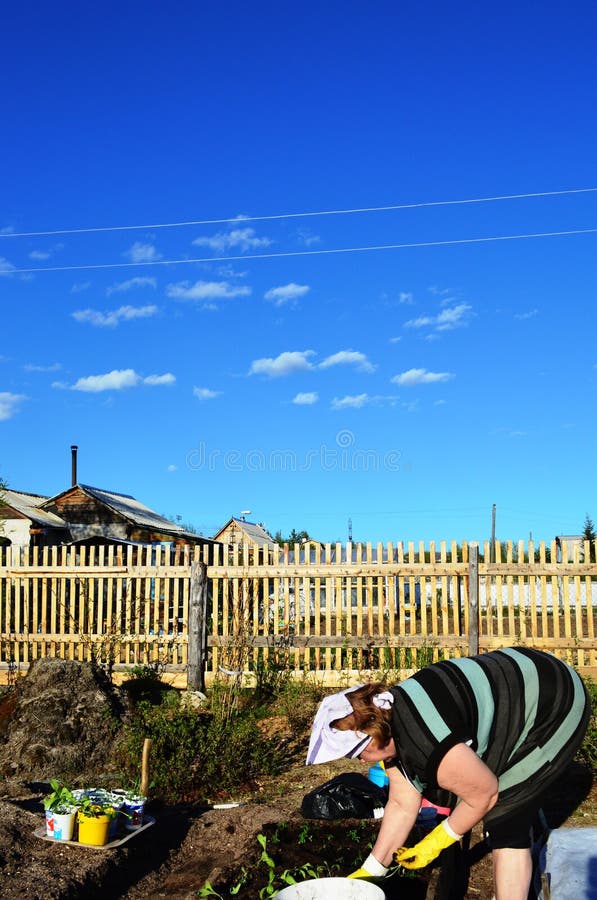 Dacha.summer. editorial stock image. Image of trees, seedling - 54922209