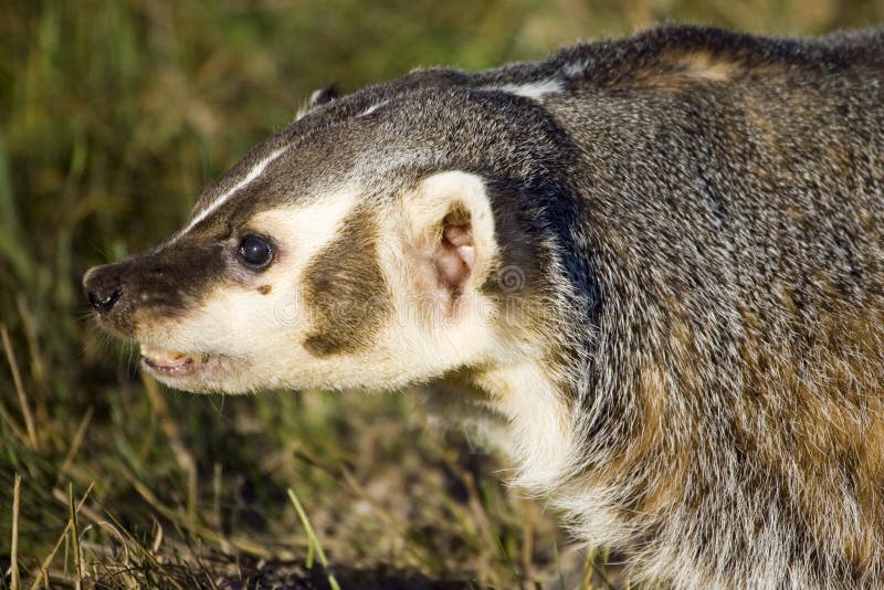 Dachs stockfoto. Bild von heftig, furcht, wildnis, nave - 1438622