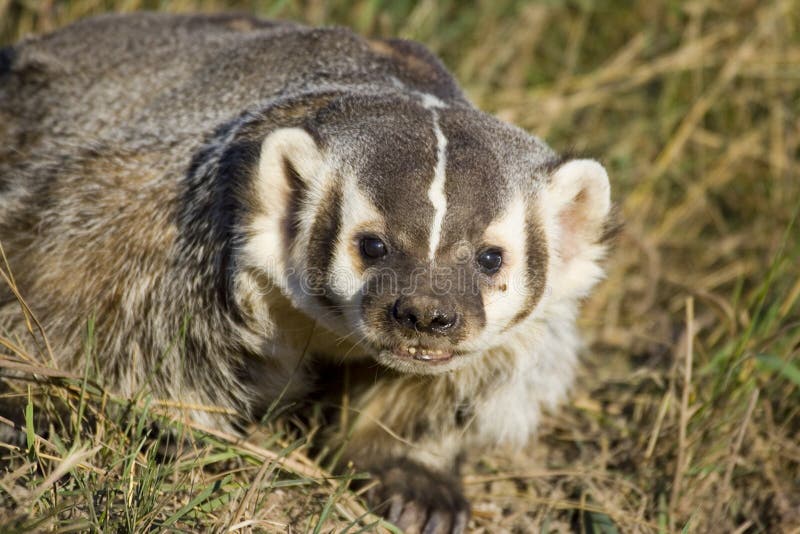 Dachs stockfoto. Bild von heftig, furcht, wildnis, nave - 1438622