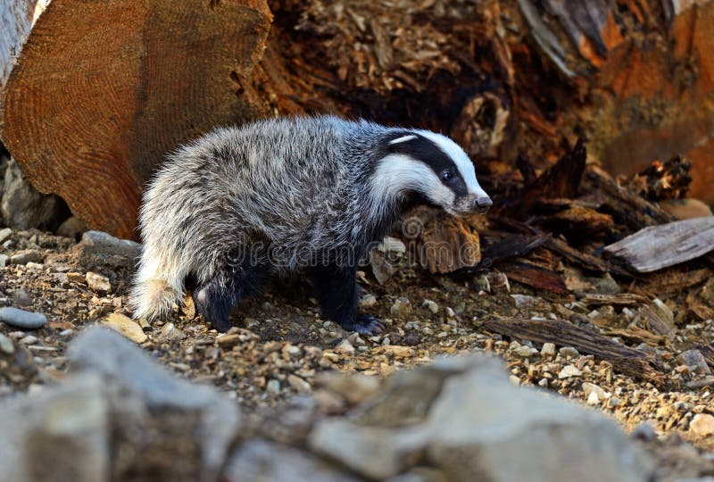 Dachs im Wald stockfoto. Bild von gras, wild, wald, augen - 32771284