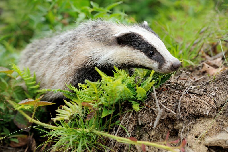 Dachs stockfoto. Bild von pflasterstein, schwarzes, stein - 32394752