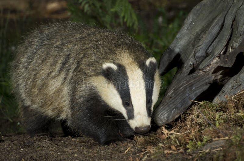 Dachs stockfoto. Bild von allesfresser, tier, schlendern - 34207706