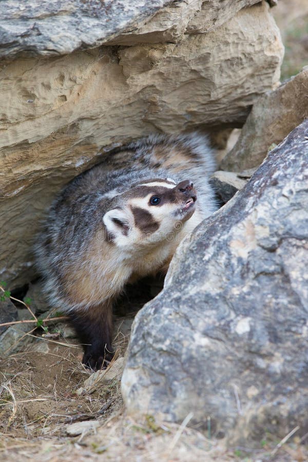 Portrait Schoss Lächelnden Mann in Brille Stockfoto - Bild von ...