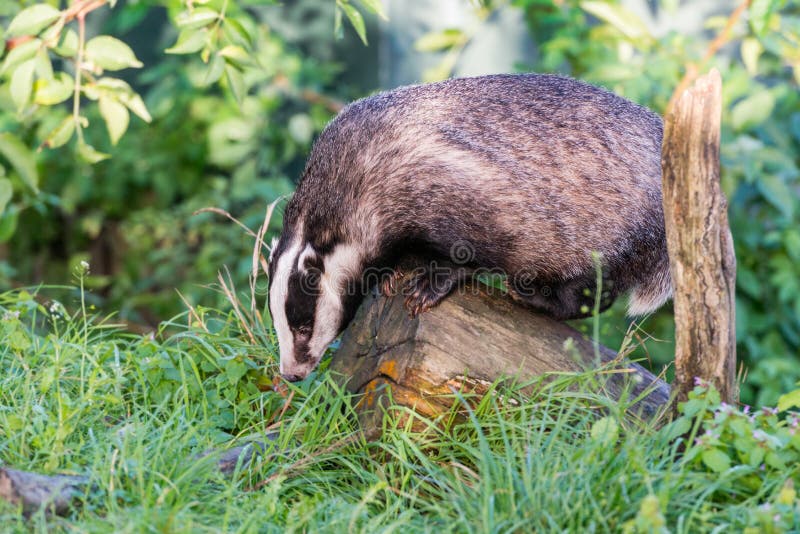 Dachs, Meles Meles stockbild. Bild von tier, nave, wildnis - 40862701
