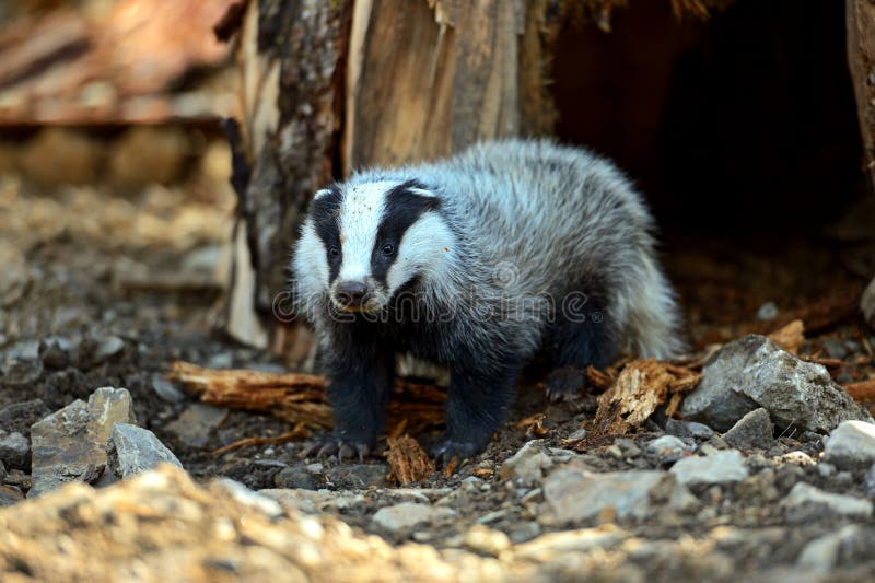 Dachs im Wald stockfoto. Bild von gras, wild, wald, augen - 32771284