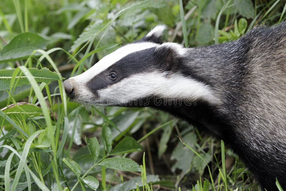 Dachs, Meles Meles stockfoto. Bild von streifen, bauernhof - 32098812