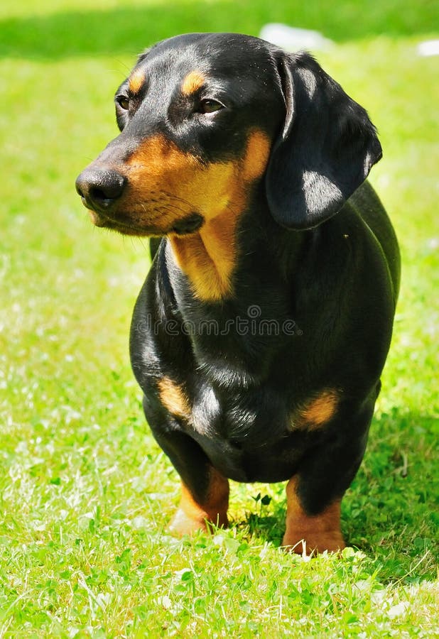 Rottweiler puppy stock image. Image of alert, front, doggies - 2924381