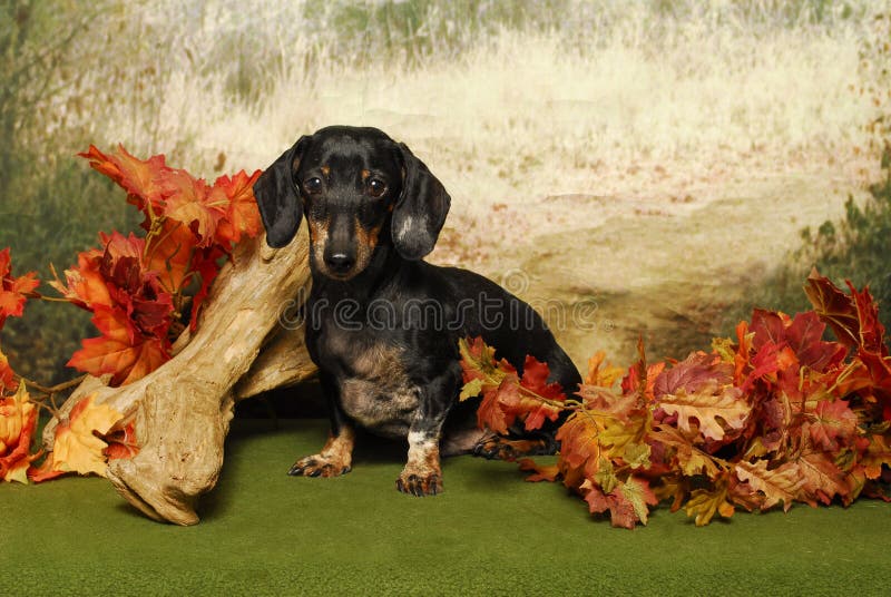 Dachshund in an Autumn Woods Stock Photo - Image of canine, indoor ...