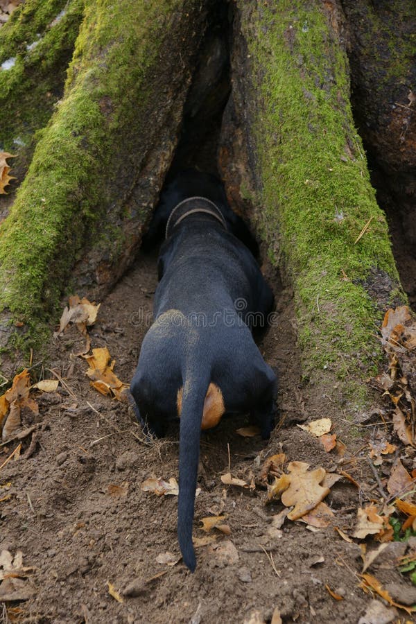 Burrow in tree roots stock image. Image of environment - 112575711