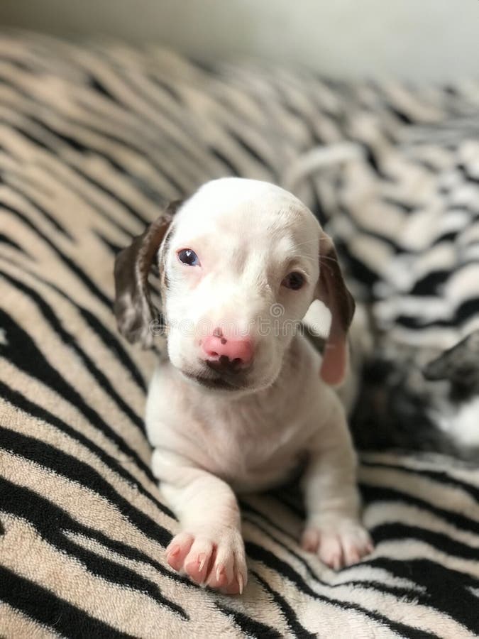 Dachshund cute puppy stock image. Image of adopt, dachshund - 300612415