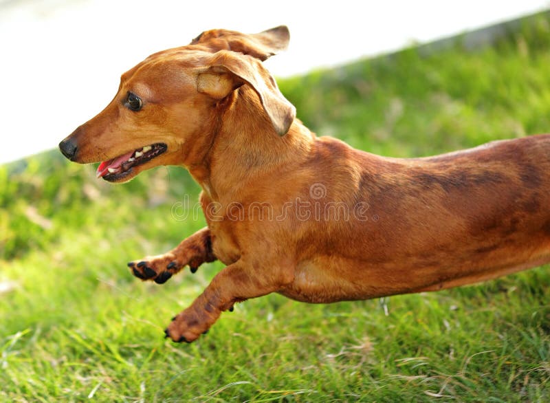 Small Brown Dachshund Running Stock Photo - Image of domestic, closeup ...