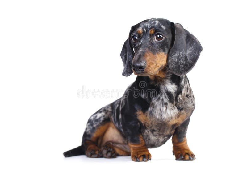 497 Dachshund Marble Color Photos - Free & Royalty-Free Stock Photos ...