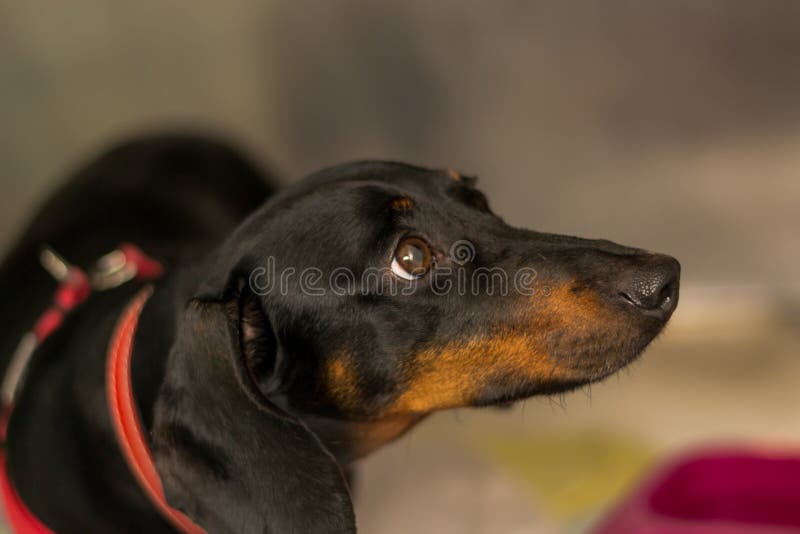 Dachshund Dog Breed Looking Scared Stock Image - Image of breed, animal ...