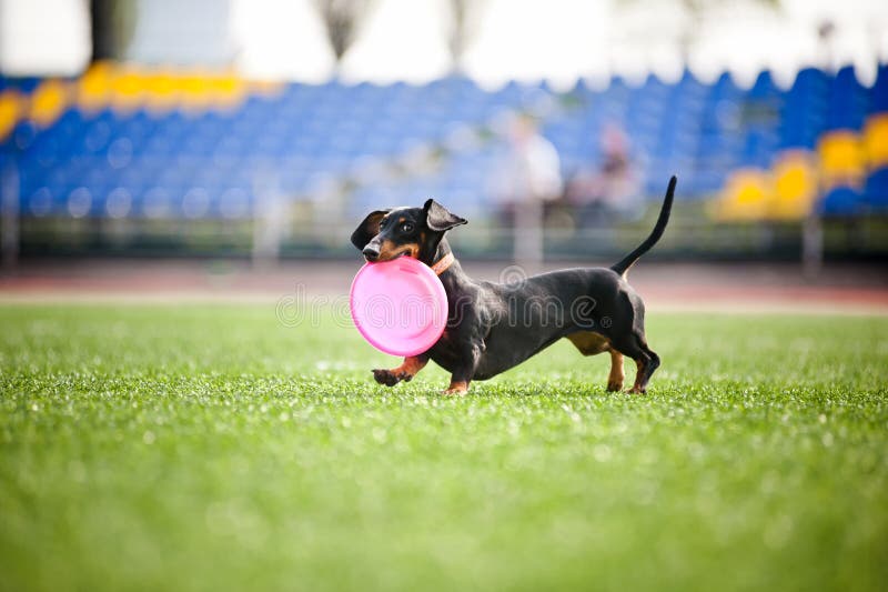 Dachshund Dog Brings the Flying Disc Stock Photo - Image of field ...