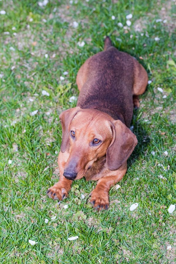 Dachshund dog brown stock image. Image of gaze, lonely - 72203777