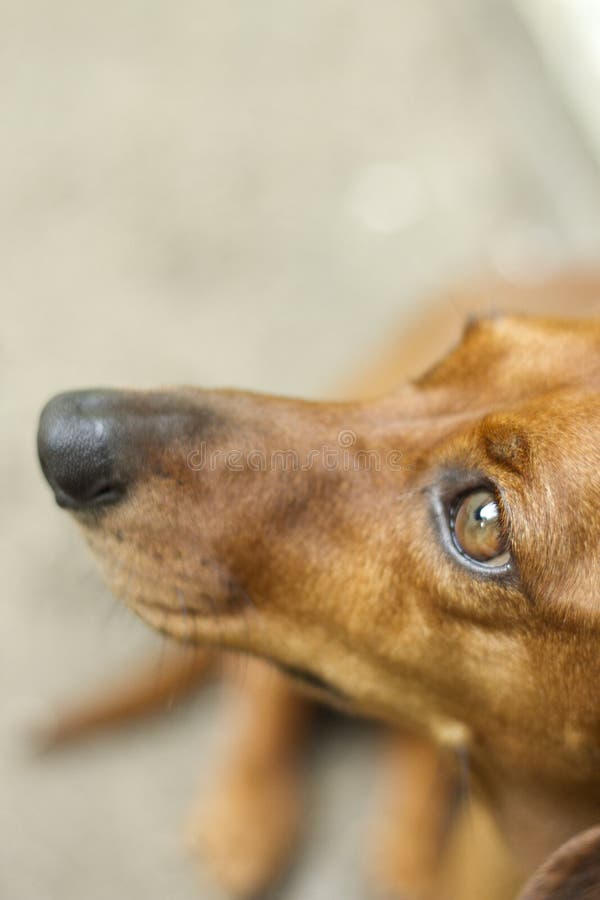 Dachshund dog face stock photo. Image of animal, head - 31130946