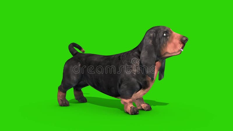 Dachshund Dog Green Screen Idle 3D Rendering Animation Chroma Key Stock ...