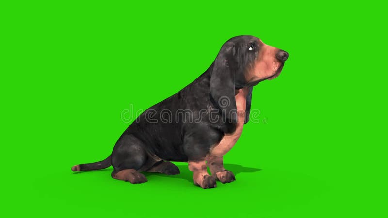 Dachshund Dog Green Screen Idle 3D Rendering Animation Chroma Key Stock ...