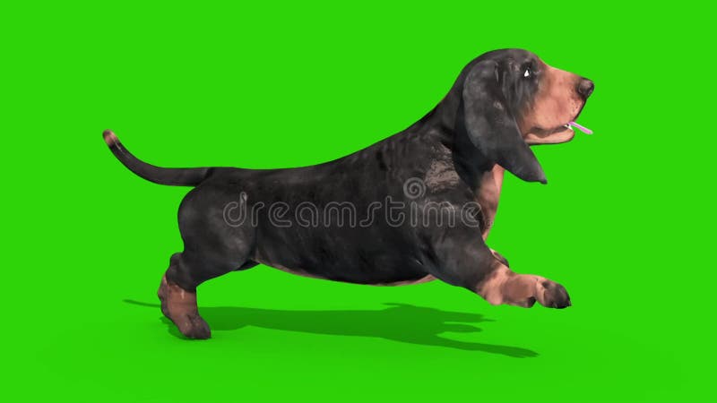 Dachshund Dog Green Screen Runcycle Loop 3D Rendering Animation Chroma ...