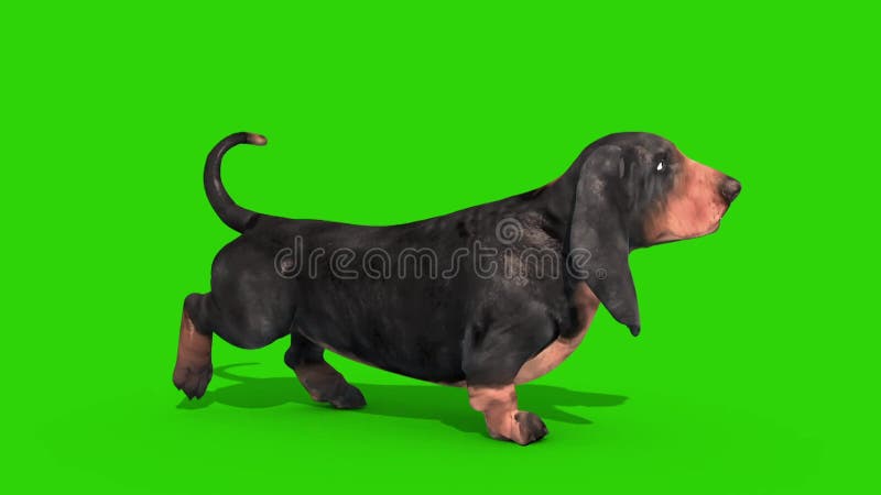 Dachshund Dog Green Screen Idle 3D Rendering Animation Chroma Key Stock ...