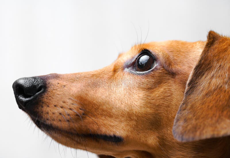 Dachshund Dog stock image. Image of mammal, purebred - 30664477