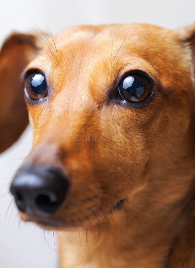 Dachshund dog look up stock photo. Image of front, watch - 21924524