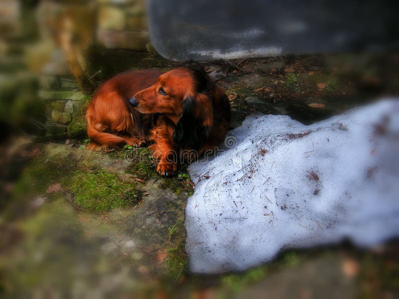 Dachshund Dog Keeping Melting Snow at a Spring Day Stock Photo - Image ...