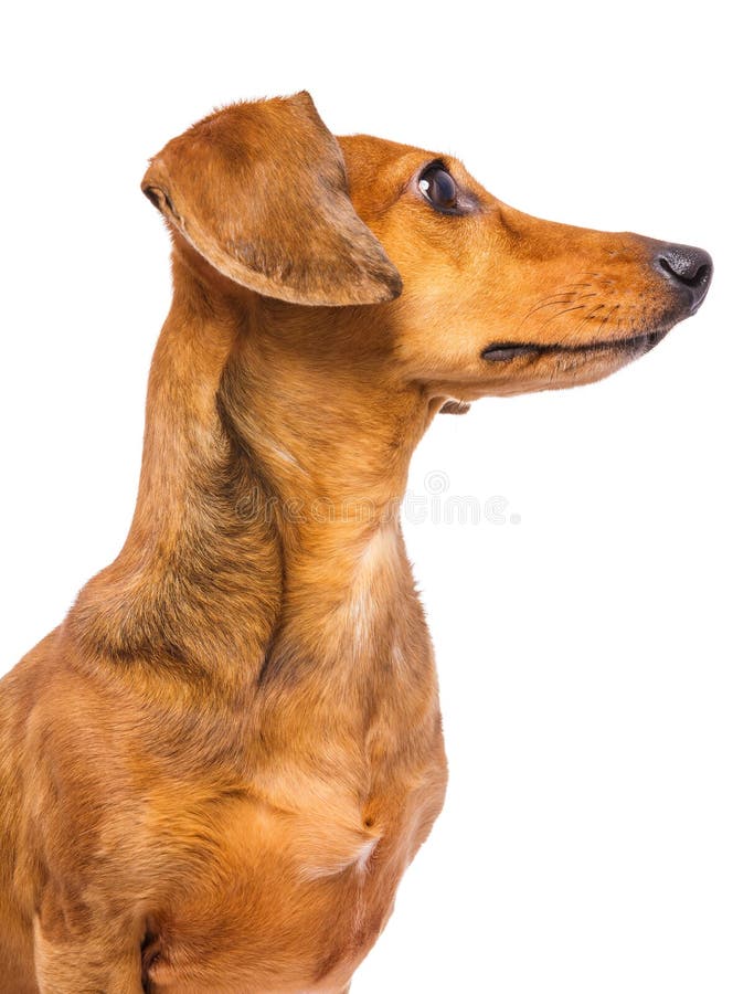 Dachshund Dog Looking at a Side Stock Photo - Image of haired, serious ...