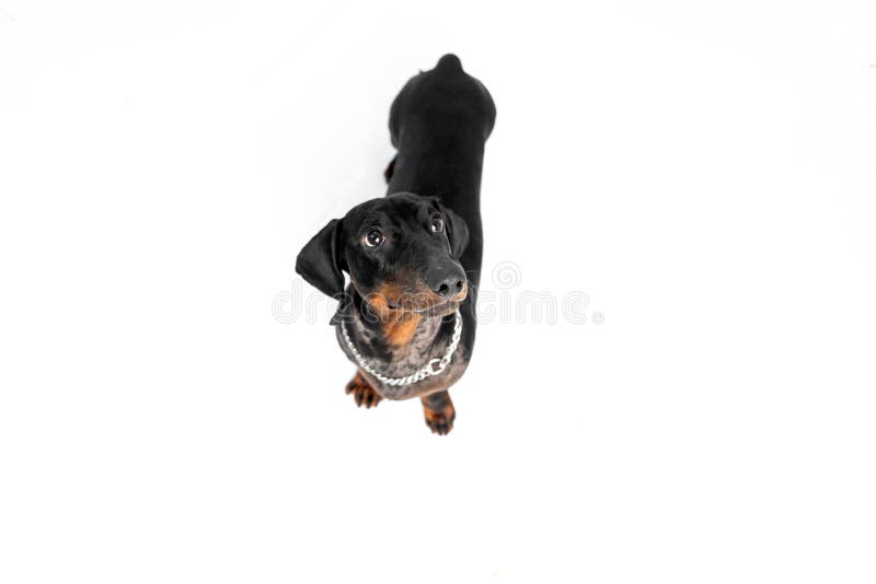 Dachshund Dog Looking Up. Dog Isolated on White Stock Photo - Image of ...